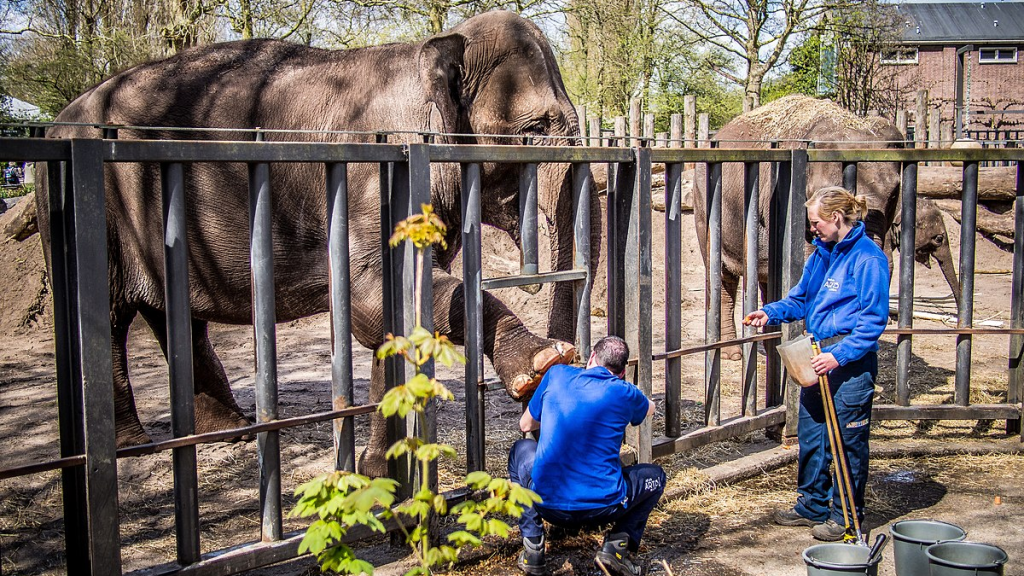 Zookeepers: The People Who Actually Run the Zoo – WILDROOST