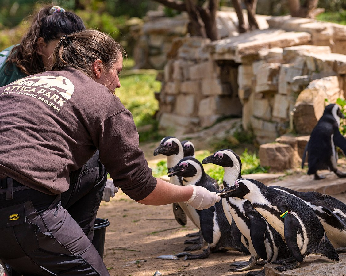 Zookeepers: The People Who Actually Run the Zoo – WILDROOST