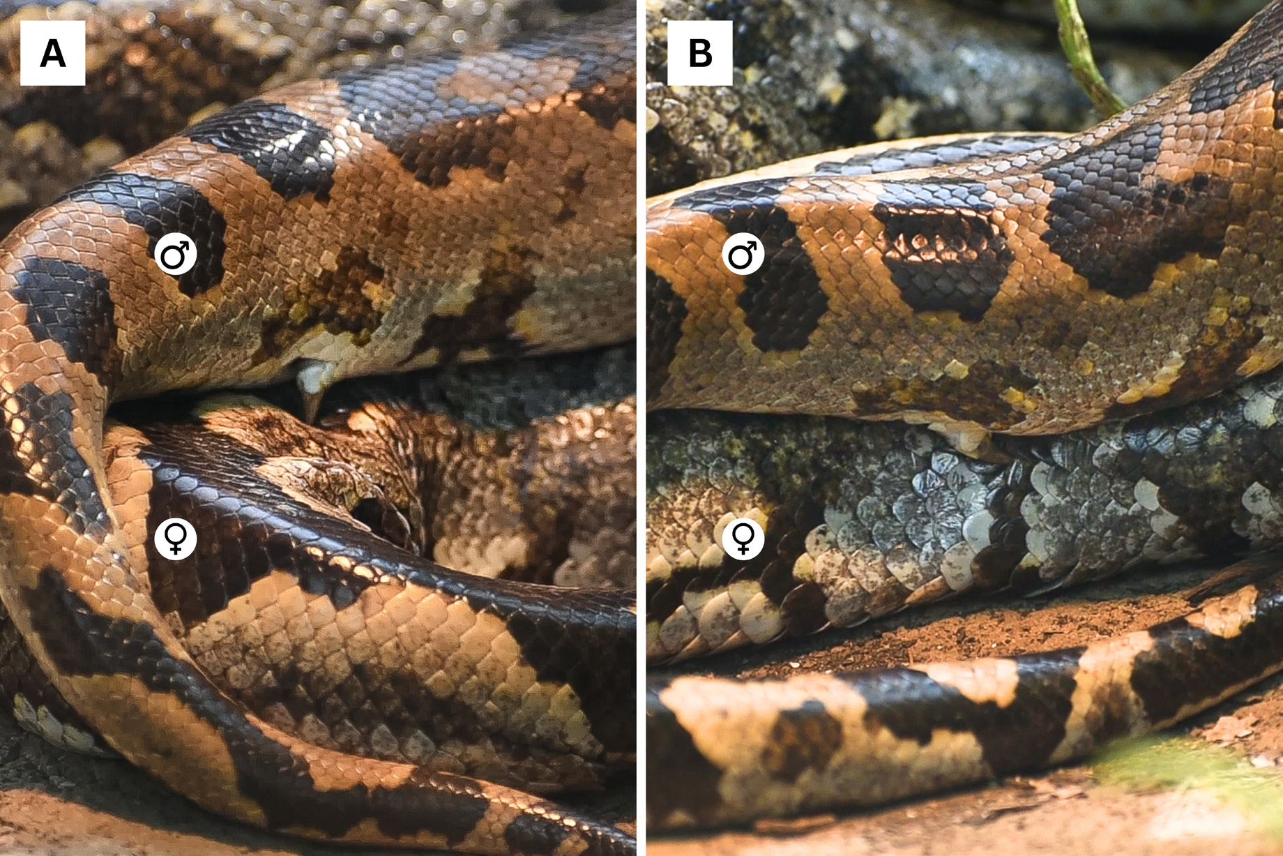 Understanding Python Mating: The Role of Pelvic Spurs – WILDROOST